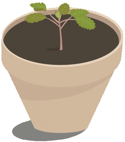 Flower Pot Home Sticker by Nazaret Escobedo for iOS & Android | GIPHY