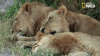 Lions Mating Gif