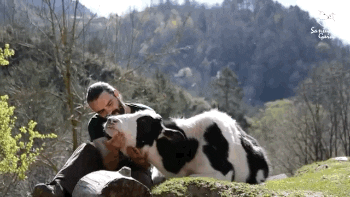 Highland Cow GIFs - Find & Share on GIPHY