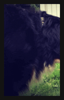 Dog Fight GIF by YeahNah - Find & Share on GIPHY