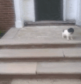 Dog Falls Down Stairs GIFs - Get the best GIF on GIPHY