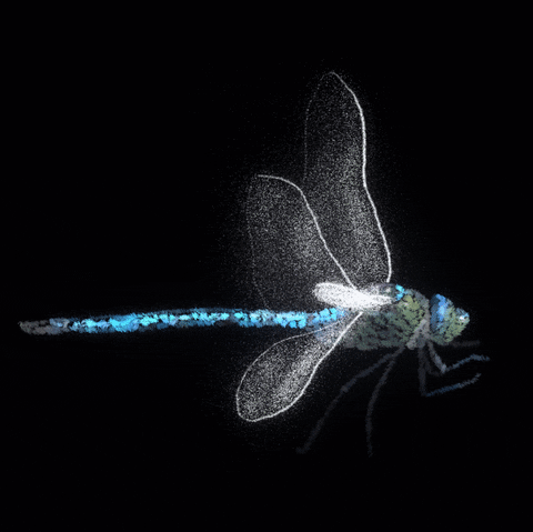 Flying Slow Motion GIF by Eloy Lannoó - Find & Share on GIPHY