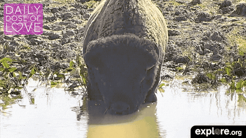 Thirsty-explorer GIFs - Get the best GIF on GIPHY