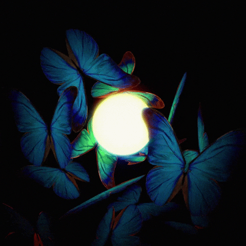 Butterflies GIF by smeccea - Find & Share on GIPHY