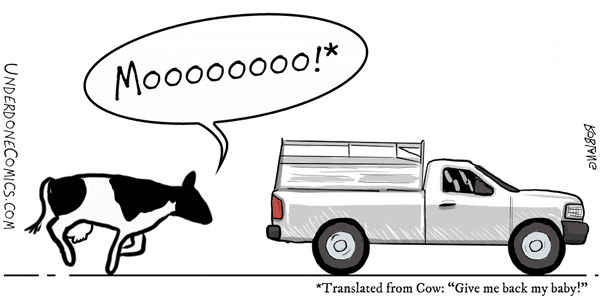 Lifecycle Of The Dairy Cow GIFs - Find & Share on GIPHY