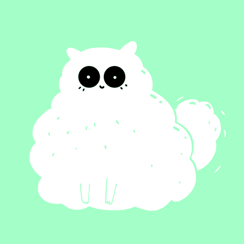 Cat Rainbow Colourful GIFs - Get the best GIF on GIPHY