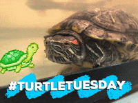 Excited Turtle Gif