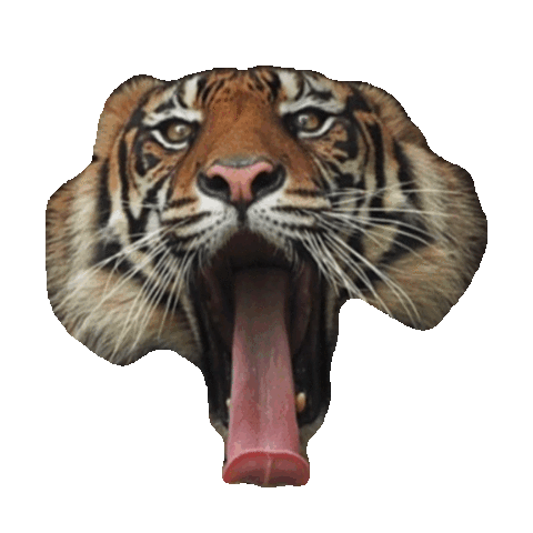 Yawning Tiger Gifs Find Share On Giphy Axolotl Gif IceGif