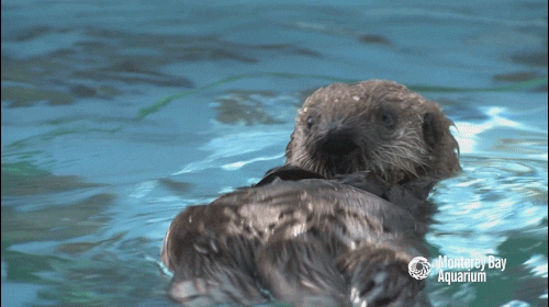 Happy Otter Gif