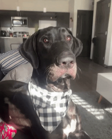 Dog Wink GIF by The Yoni Brand - Find & Share on GIPHY