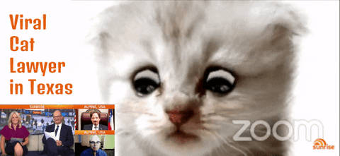 Cat-lawyer GIFs - Get the best GIF on GIPHY