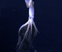 Cuttlefish Gif