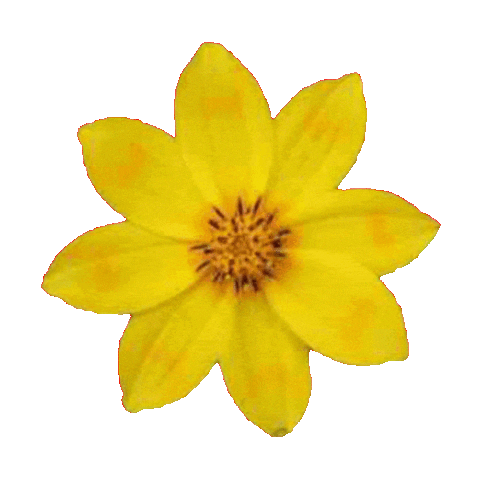 New Year Flower Sticker for iOS & Android | GIPHY