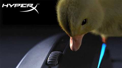 Ducky-keyboard GIFs - Get the best GIF on GIPHY