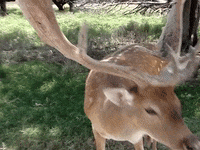 Deer Eating Popcorn Gif