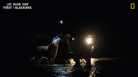 Dog Water GIF by National Geographic Channel - Find & Share on GIPHY