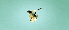 Birds Flying GIFs - Find & Share on GIPHY