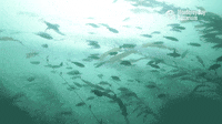 Animated School Of Fish Gif