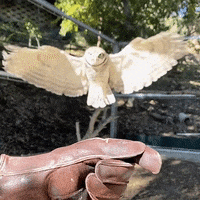 Barn Owl Flying Gif