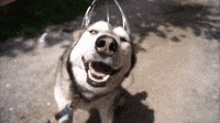 Funny Husky Gif