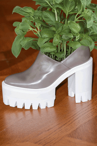 Shoe Plant GIFs - Get the best GIF on GIPHY
