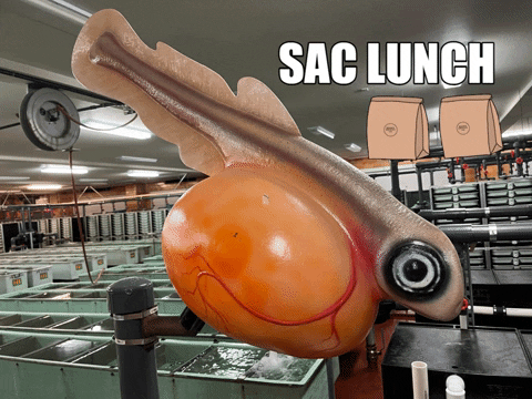 Fish Fry Sac GIF by U.S. Fish and Wildlife Service - Find & Share on GIPHY