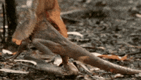 Frilled Lizard Gif