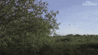Gnats GIFs - Get the best GIF on GIPHY