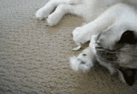 Best vibrating GIFs - Primo GIF - Latest Animated GIFs