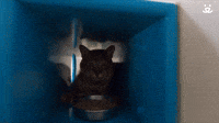 Cat-meditation GIFs - Get the best GIF on GIPHY
