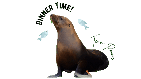 Sea Lion Animated Gif