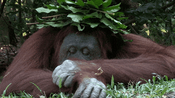 When Nature Calls GIFs on GIPHY - Be Animated