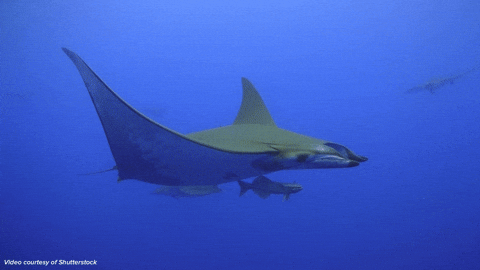 Manta Ray Sea GIF by Science Friday - Find & Share on GIPHY