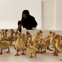 Baby Duck Gif