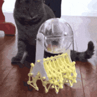 Hamster Wheel Fail Gif