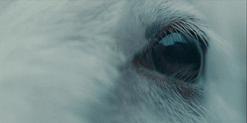 LAMB GIFs on GIPHY - Be Animated