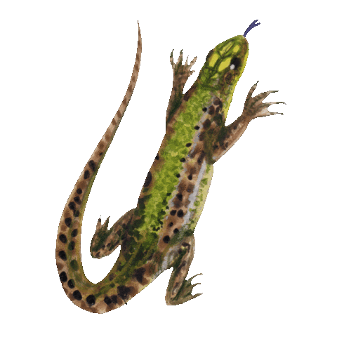 Lizard Flora Sticker for iOS & Android | GIPHY