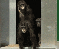 Best chimps GIFs - Primo GIF - Latest Animated GIFs