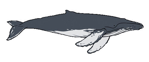 Whale Mar Sticker for iOS & Android | GIPHY