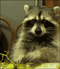 Scared Raccoon Gif