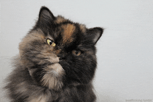 Talking Cat GIFs - Find & Share on GIPHY