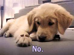 Sad puppy gif