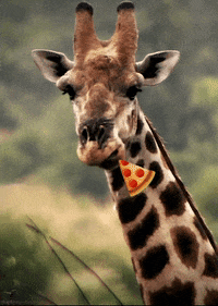 Giraffe Fight Gif